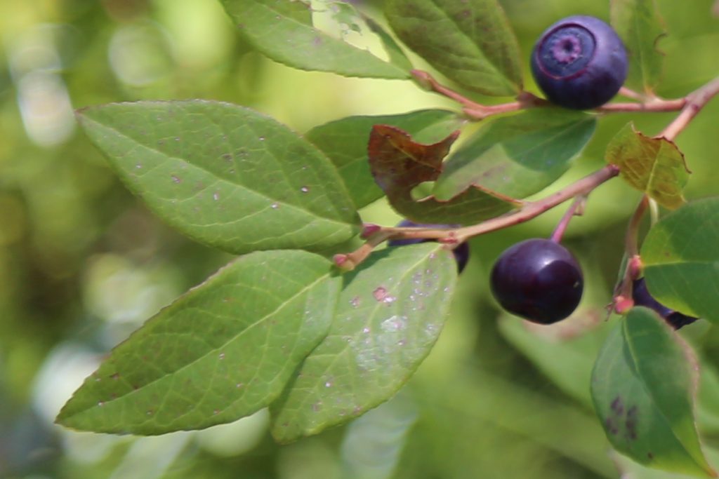 huckleberry-leaf – Ninenovel