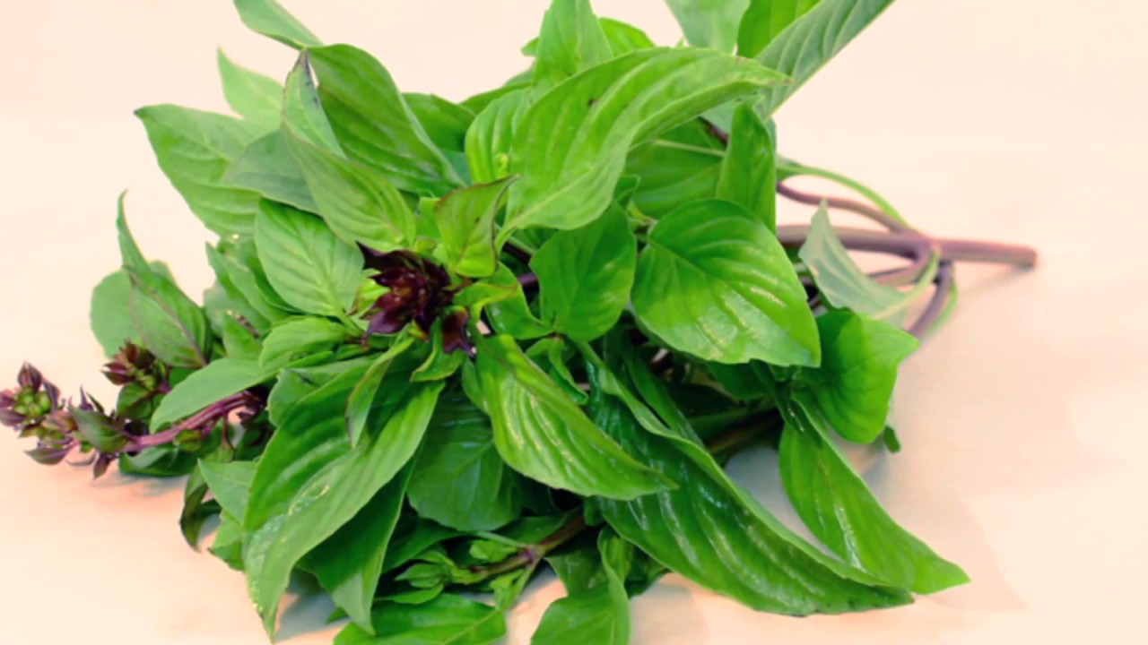 Thai Basil Benefits – Ninenovel