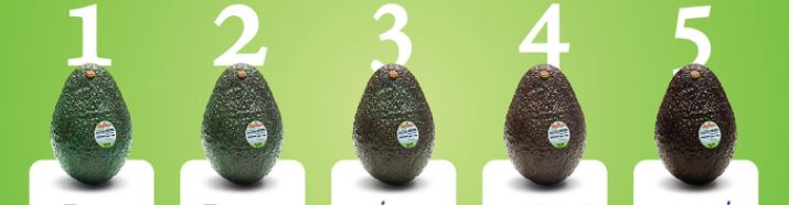 choose-your-avocado – Ninenovel