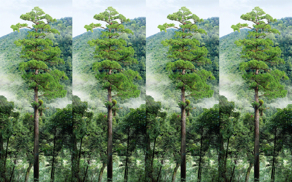 How tall is the tallest tree in China – Ninenovel